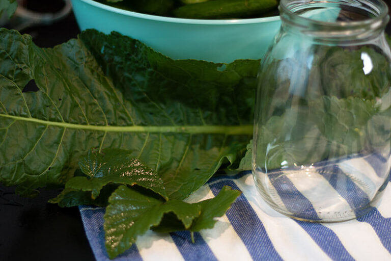 Russische Salzgurken - schnell & einfach selbst eingelegt